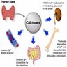 Pathology Outlines - Calcitonin