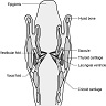 Pathology Outlines - Laryngeal cysts